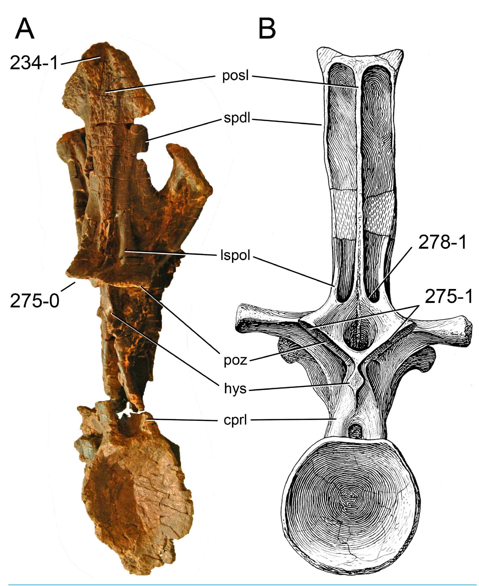 Eusauropod posterior dorsal vertebrae. posterior dorsal