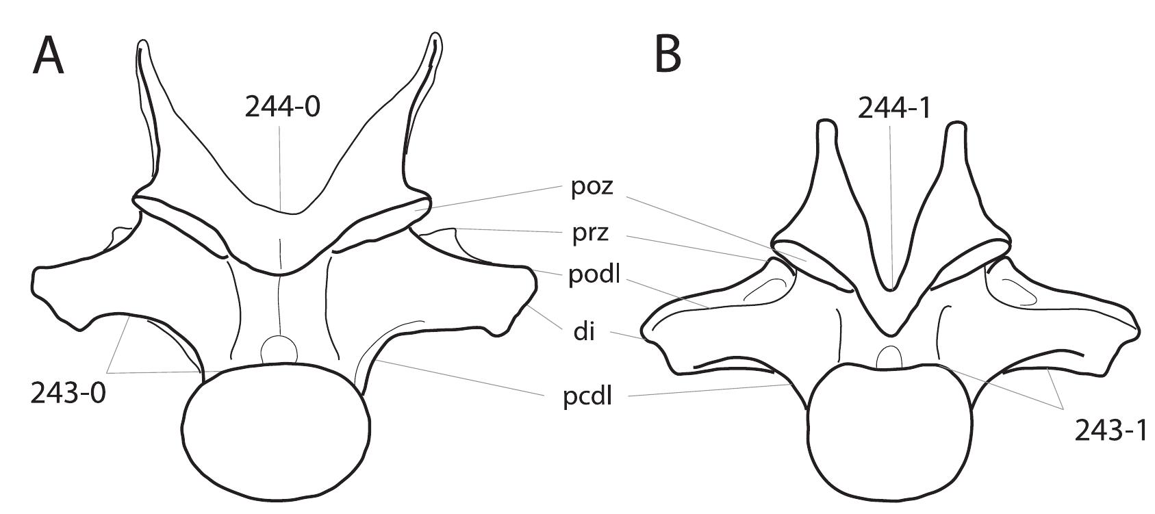 Dorsal vertebra 1 of apatosaurines. dorsal vertebra 1 of