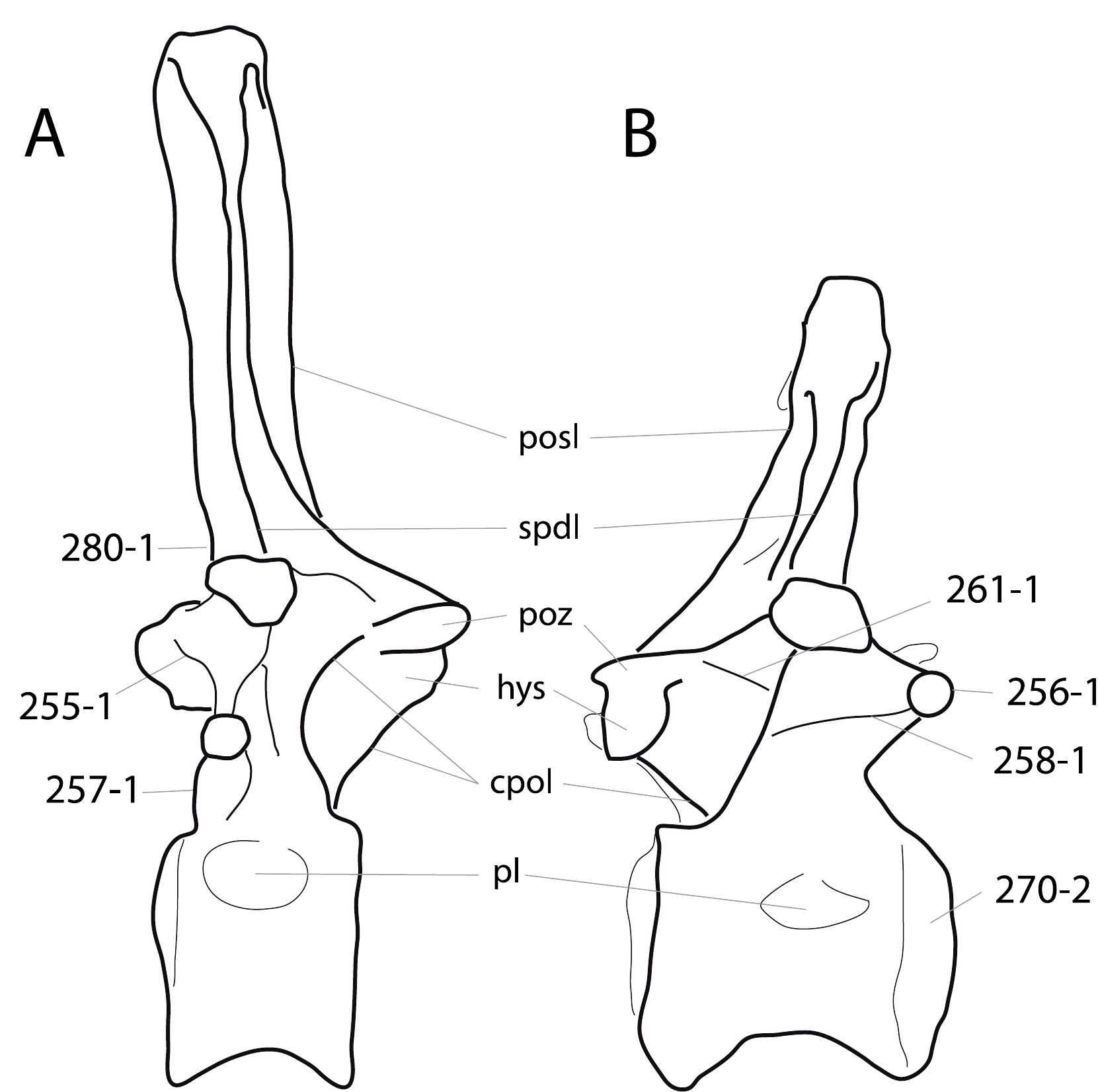 Diplodocid posterior dorsal vertebrae. posterior dorsal