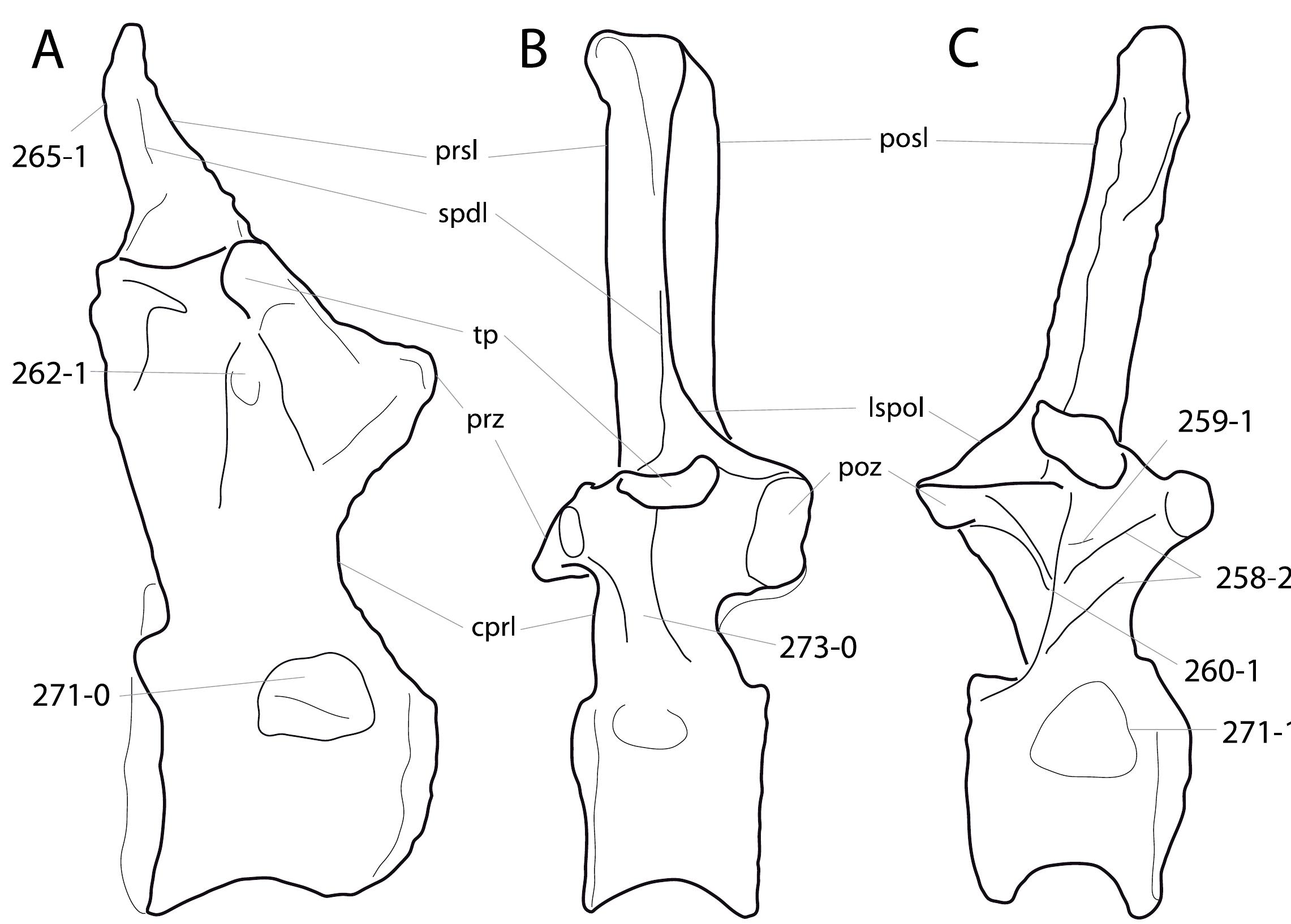 Neosauropod posterior dorsal vertebrae. posterior dorsal