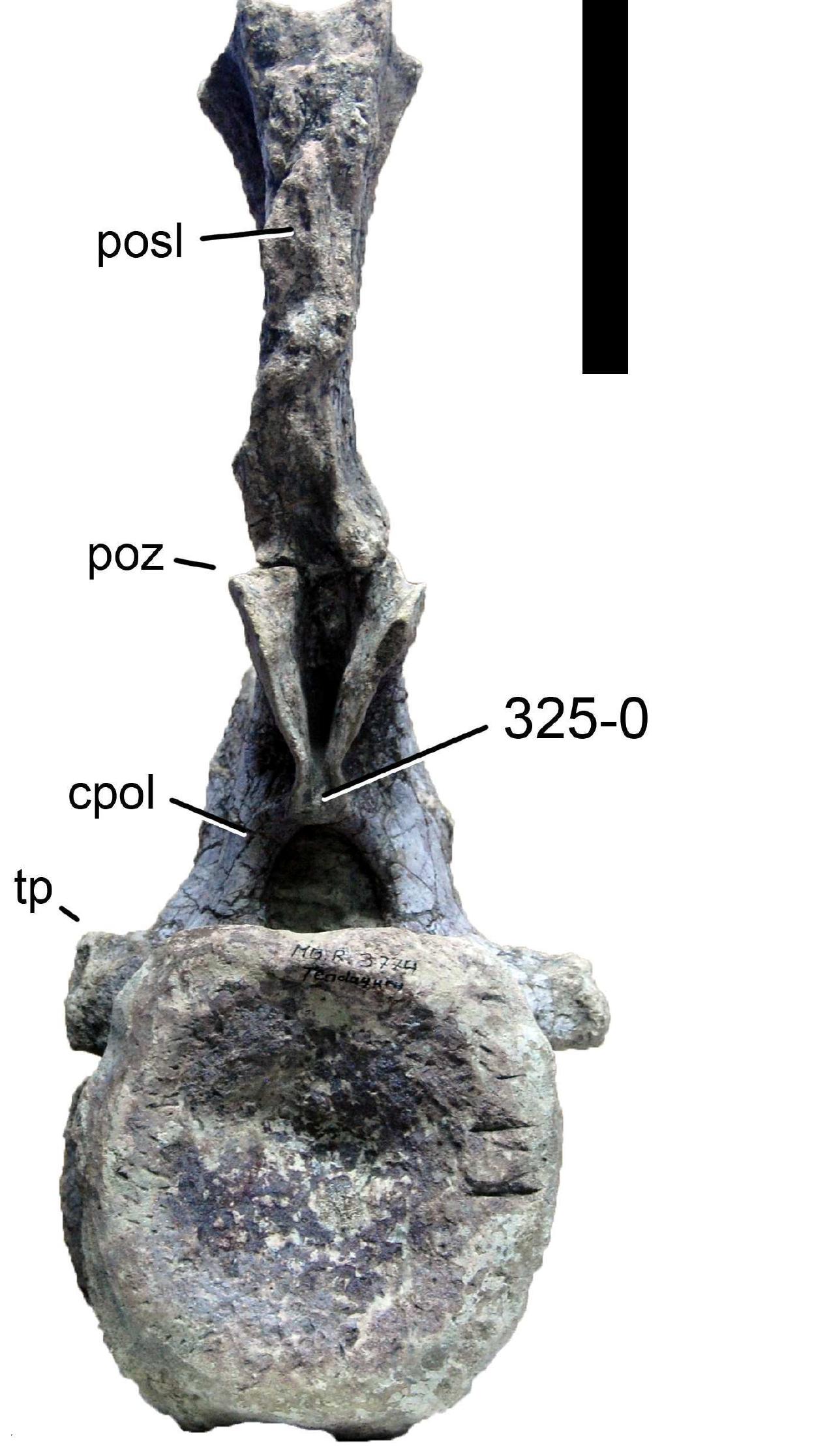 Anterior caudal vertebra of dicraeosaurus hansemanni