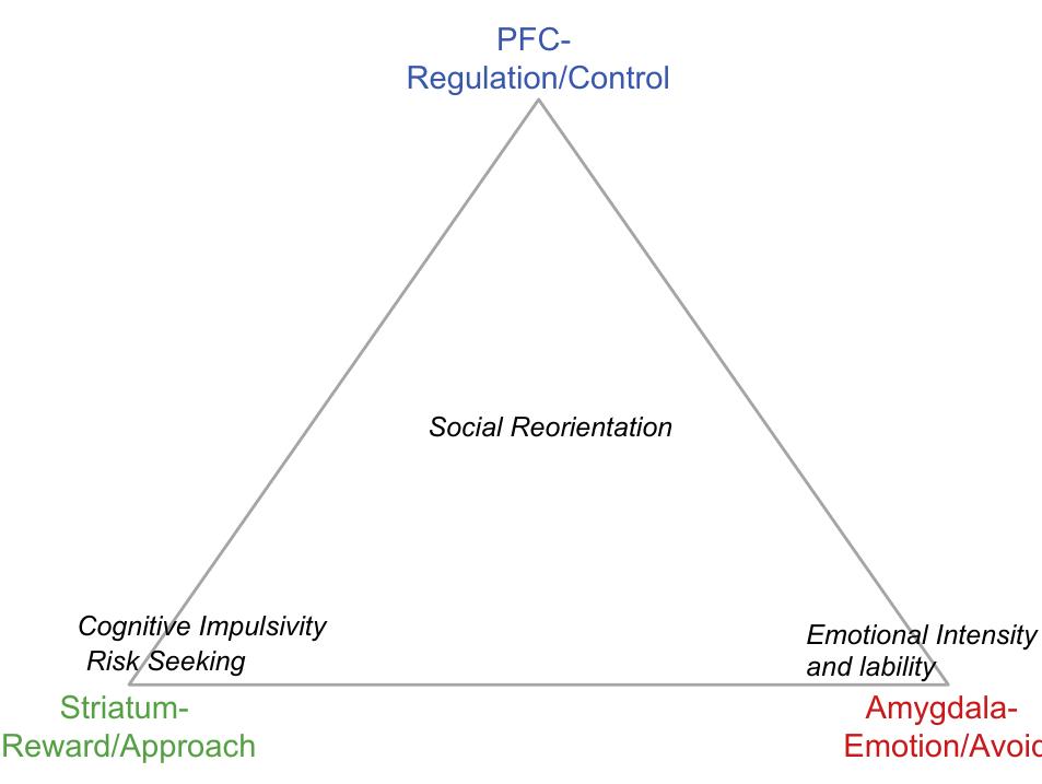 The triadic model. the prefrontal cortex (pfc) has a