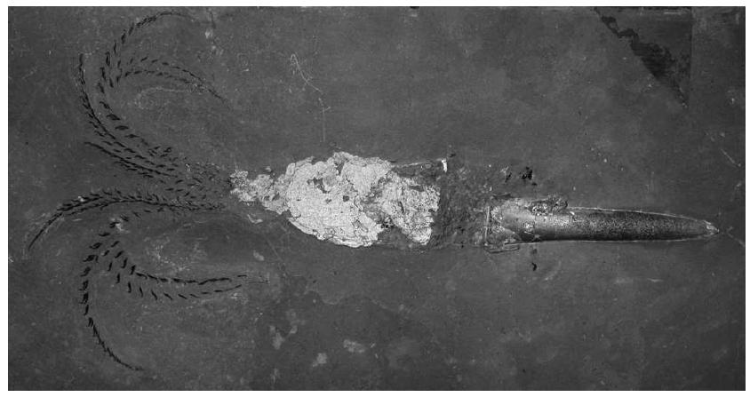 Complete belemnite (belemnitina, genus passaloteuthis) with
