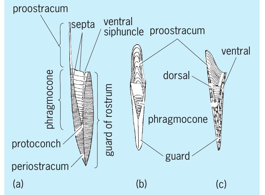 Belemnitida: (a) diagram of a belemnitid shell; (b) ventral