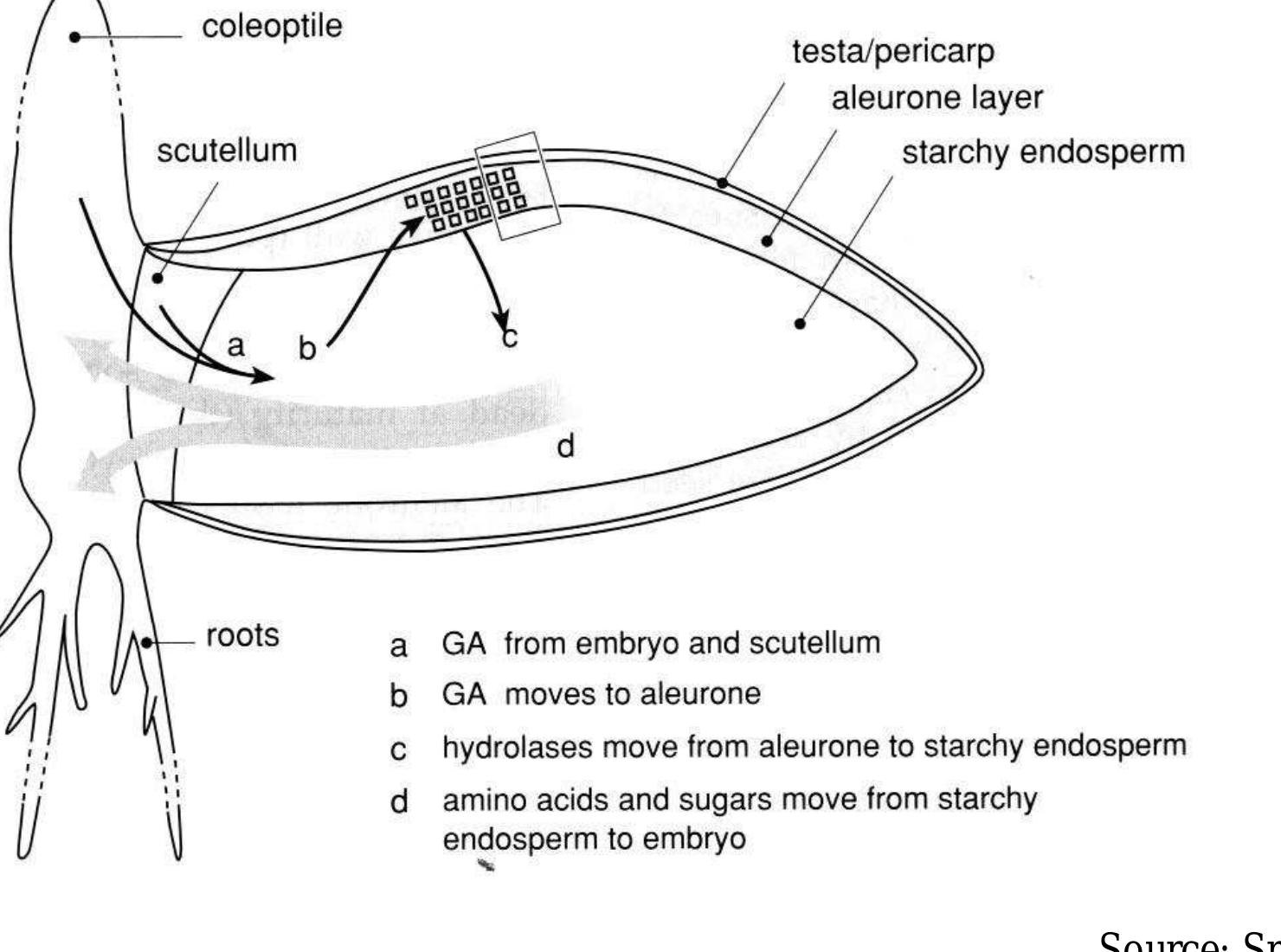 4 a sagittal section of a germinated grain showing the