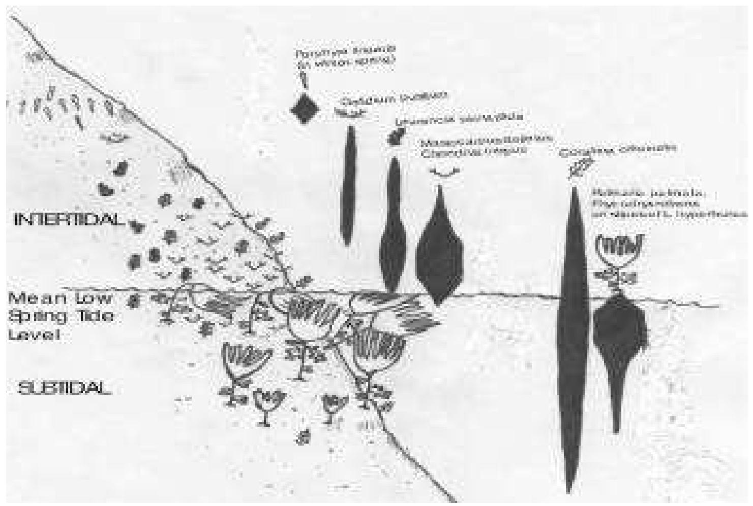 The vertical zonation of red seaweeds at a typical rocky