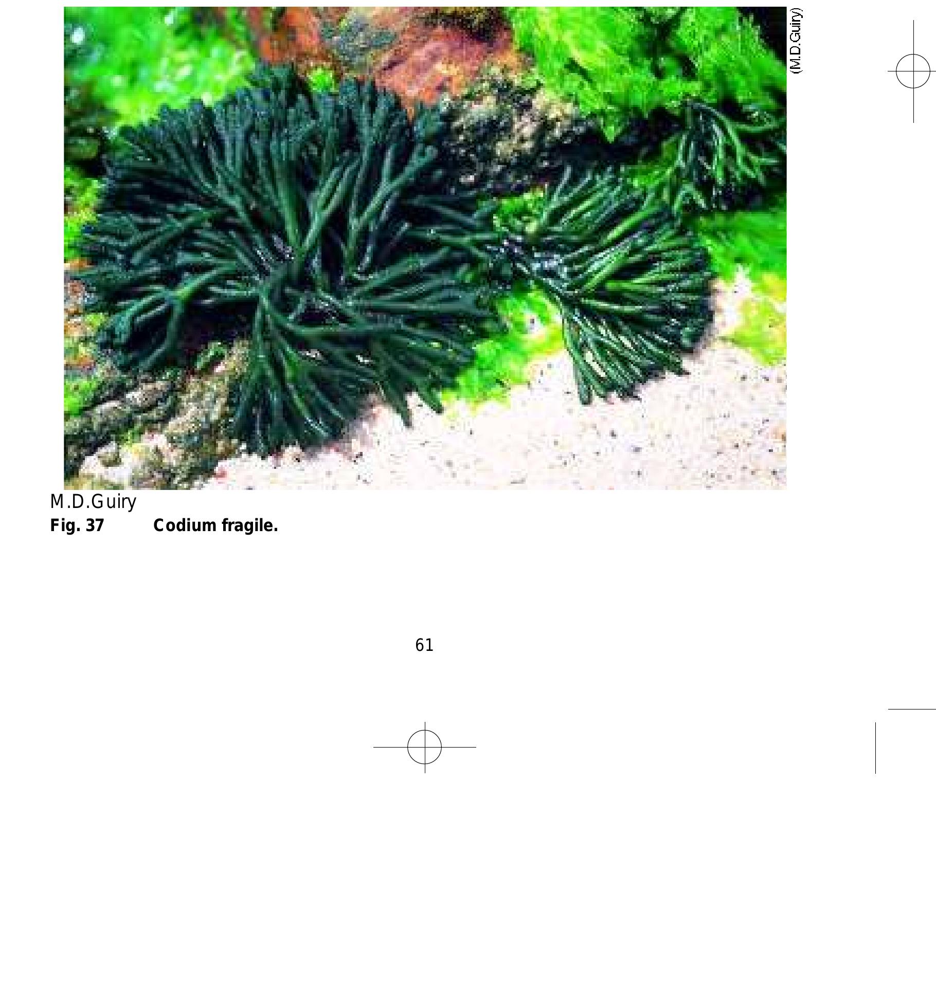 Codium fragile plants (fig. 37) are deep green in colour and