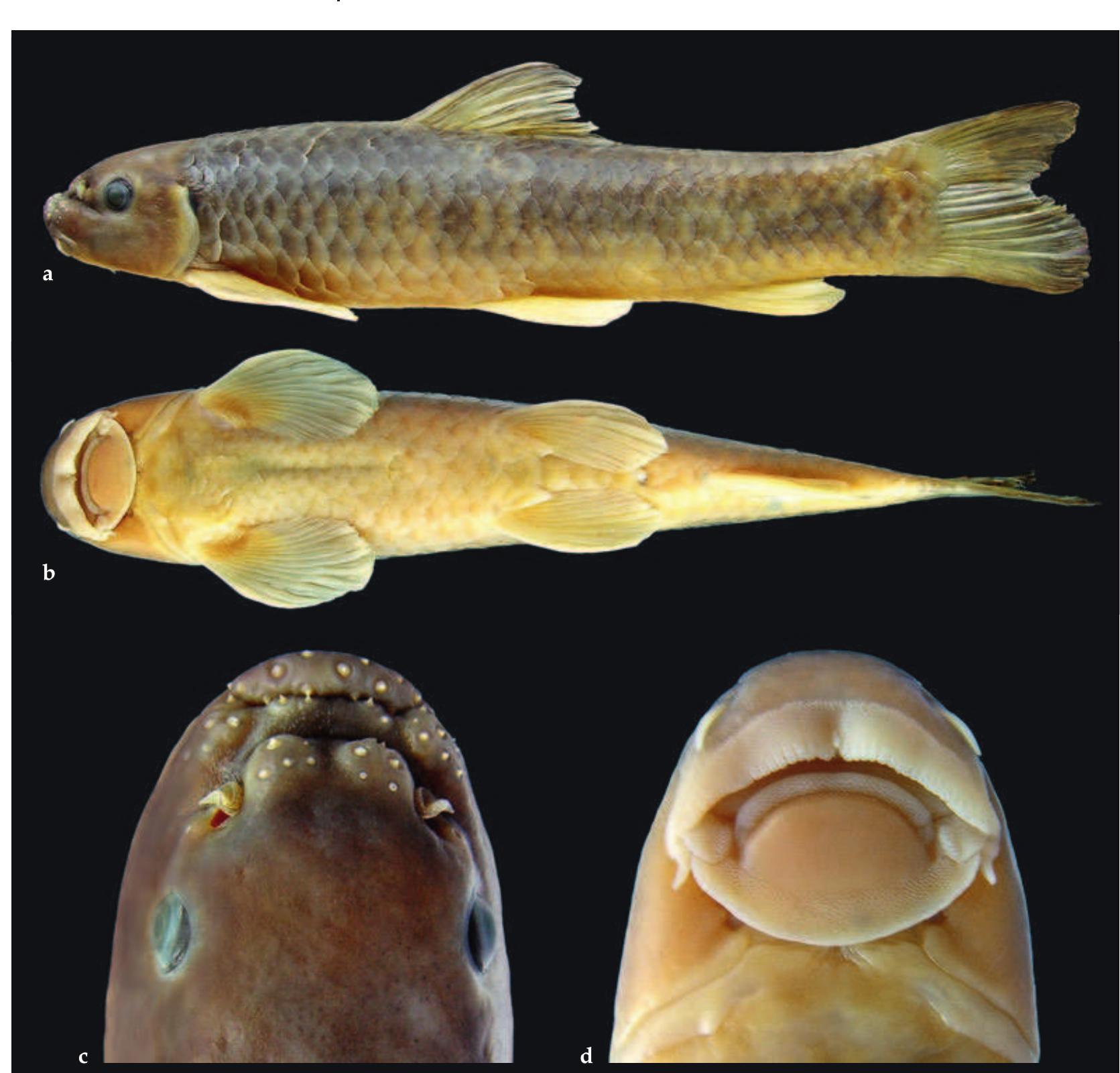 (PDF) Ichthyological Exploration of Freshwaters