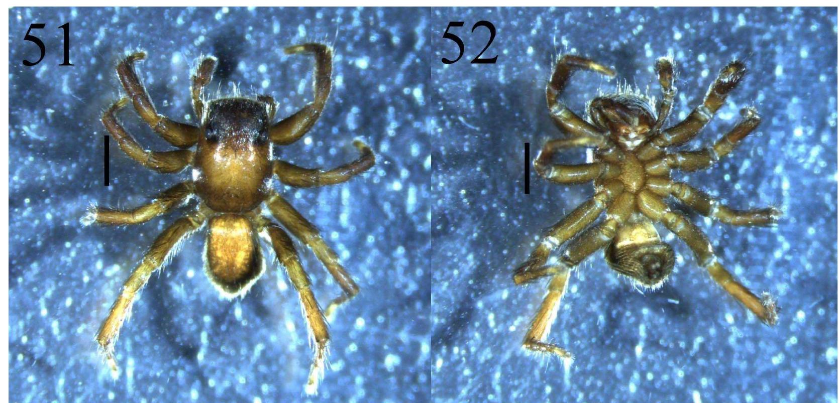 Figure 13 - from Four new species of jumping spider