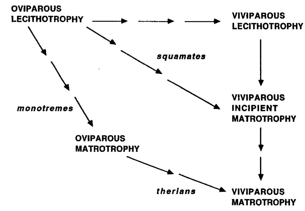 (PDF) Viviparity and oviparity: evolution and reproductive strategies