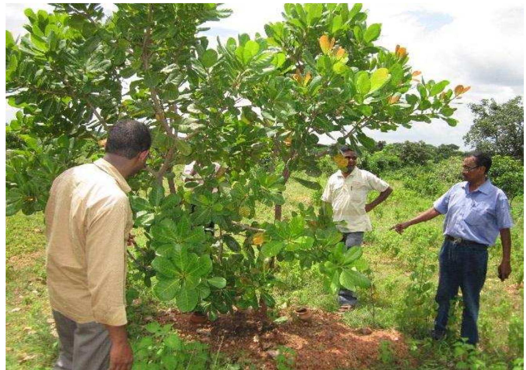 Figure 32 - Project Completion Report-Wadi Project,