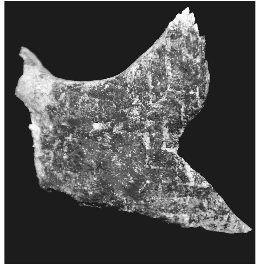 4 basketry-impressed left zygomatic (cheekbone) (photo by