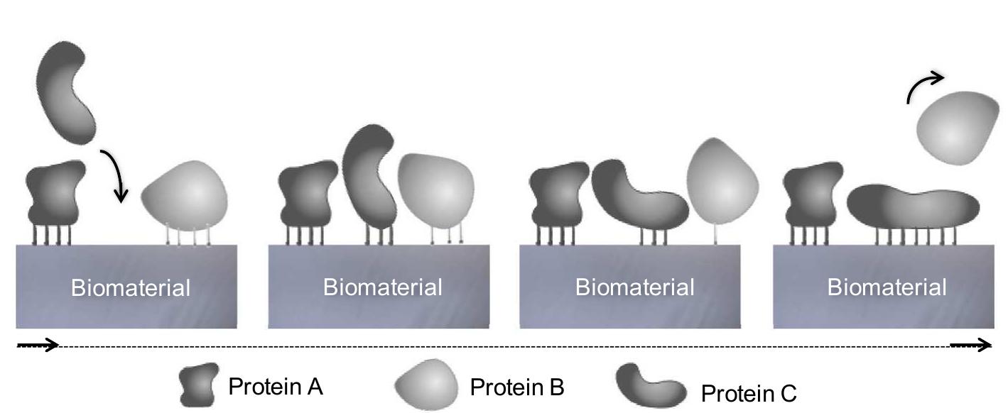 3 schematic illustration of the vroman effect. the various