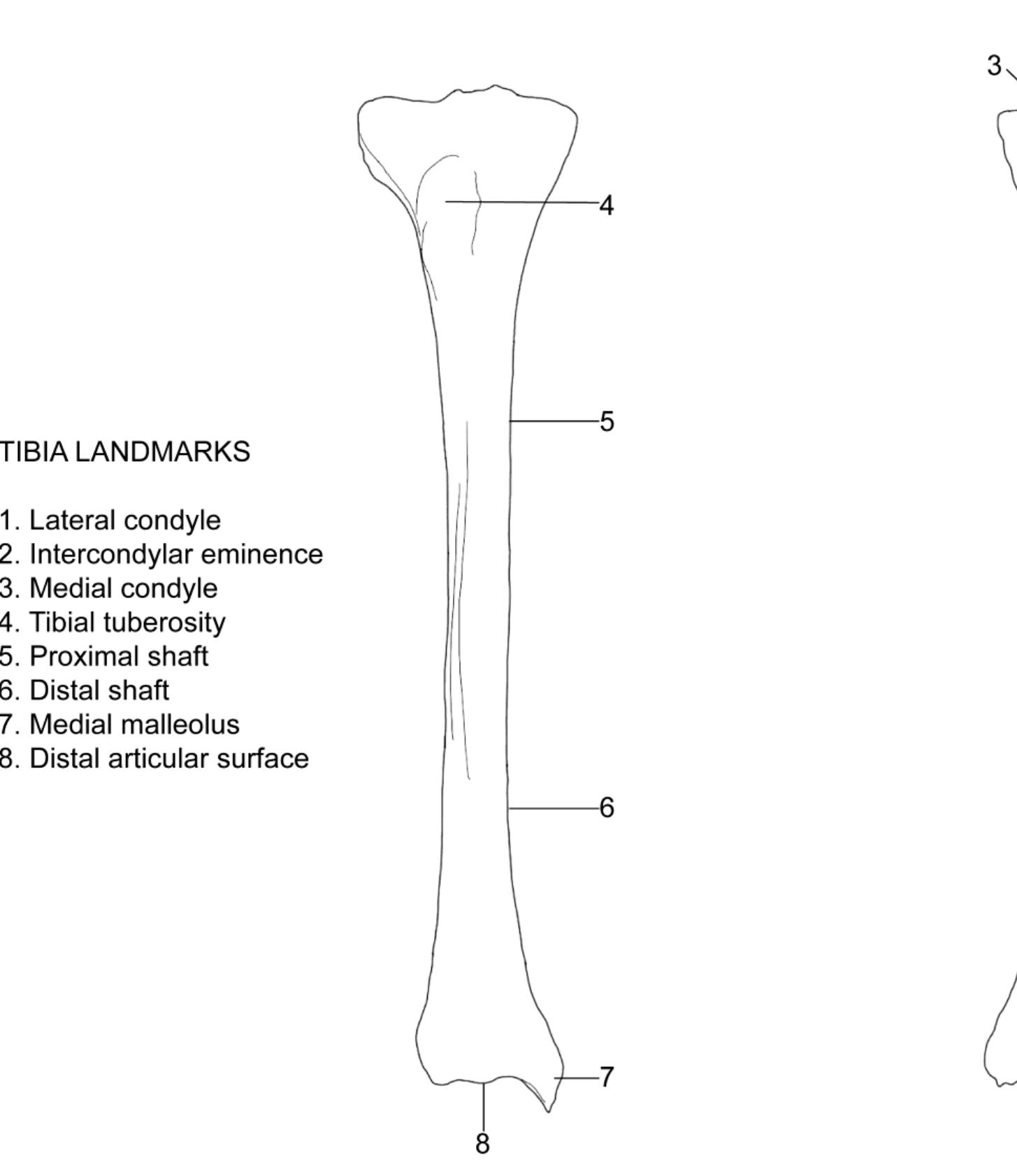 $26. right tibia, anterior (left) and posterior (right)