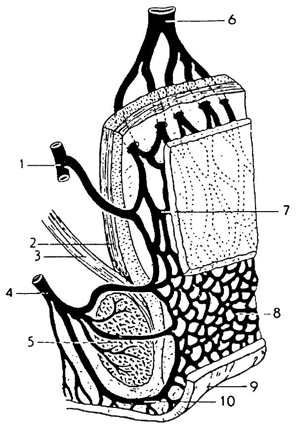 Figure 1 - from Rectal drug delivery: A promising route for