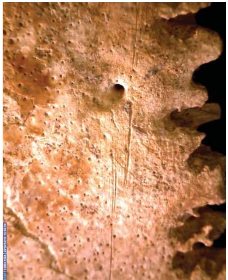 Cranial vault cut-marks (parietal, parallel t« sagittal