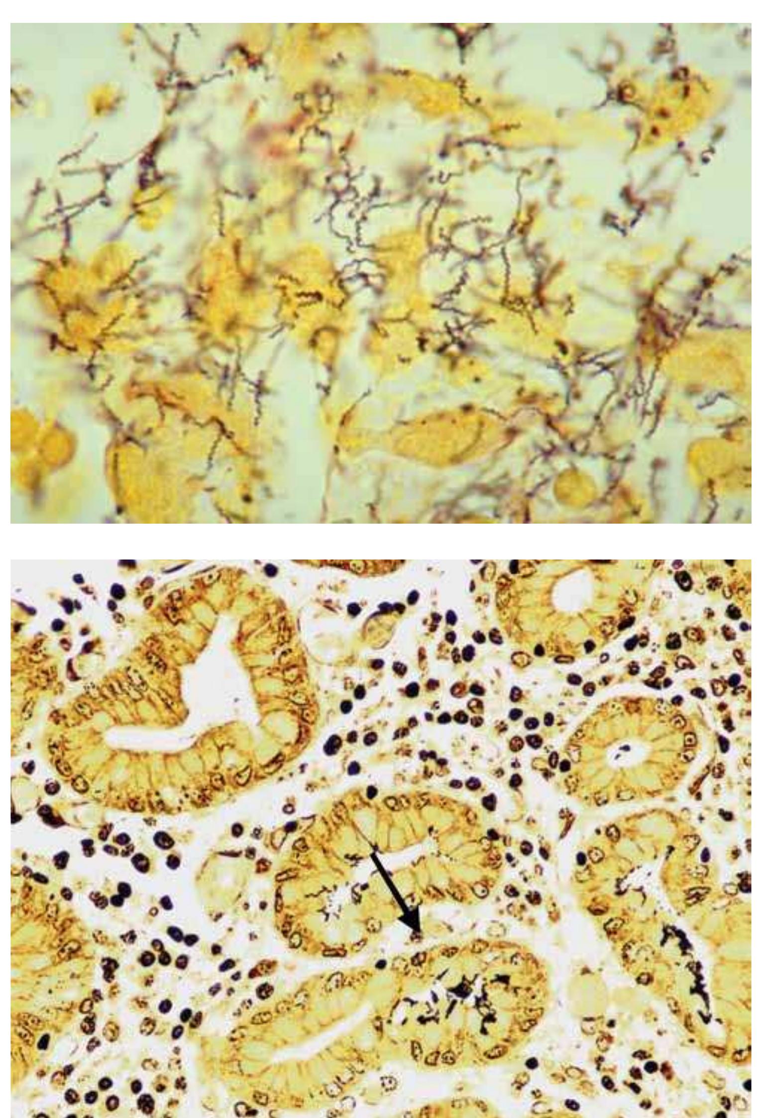 (PDF) Special Stains and H&E Education Guide