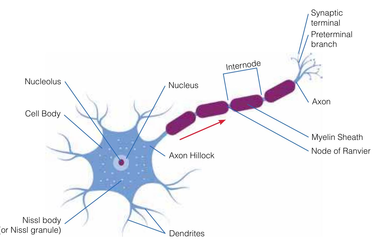 Schematic diagram of a generalized neuron with a myelinated