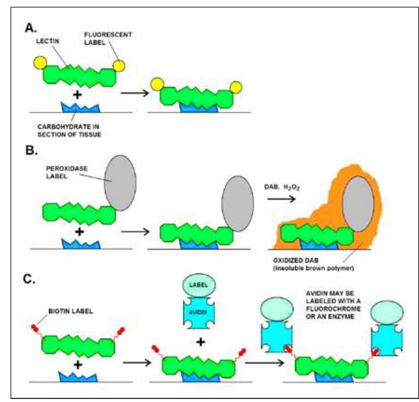 Three ways to visualize a lectin bound to its carbohydrate