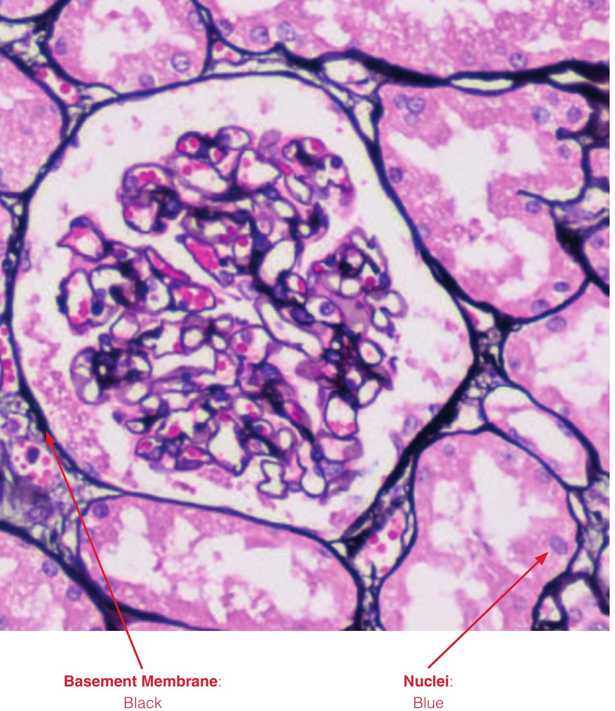 Figure 20 - Histostaining Atlas of Special Stains