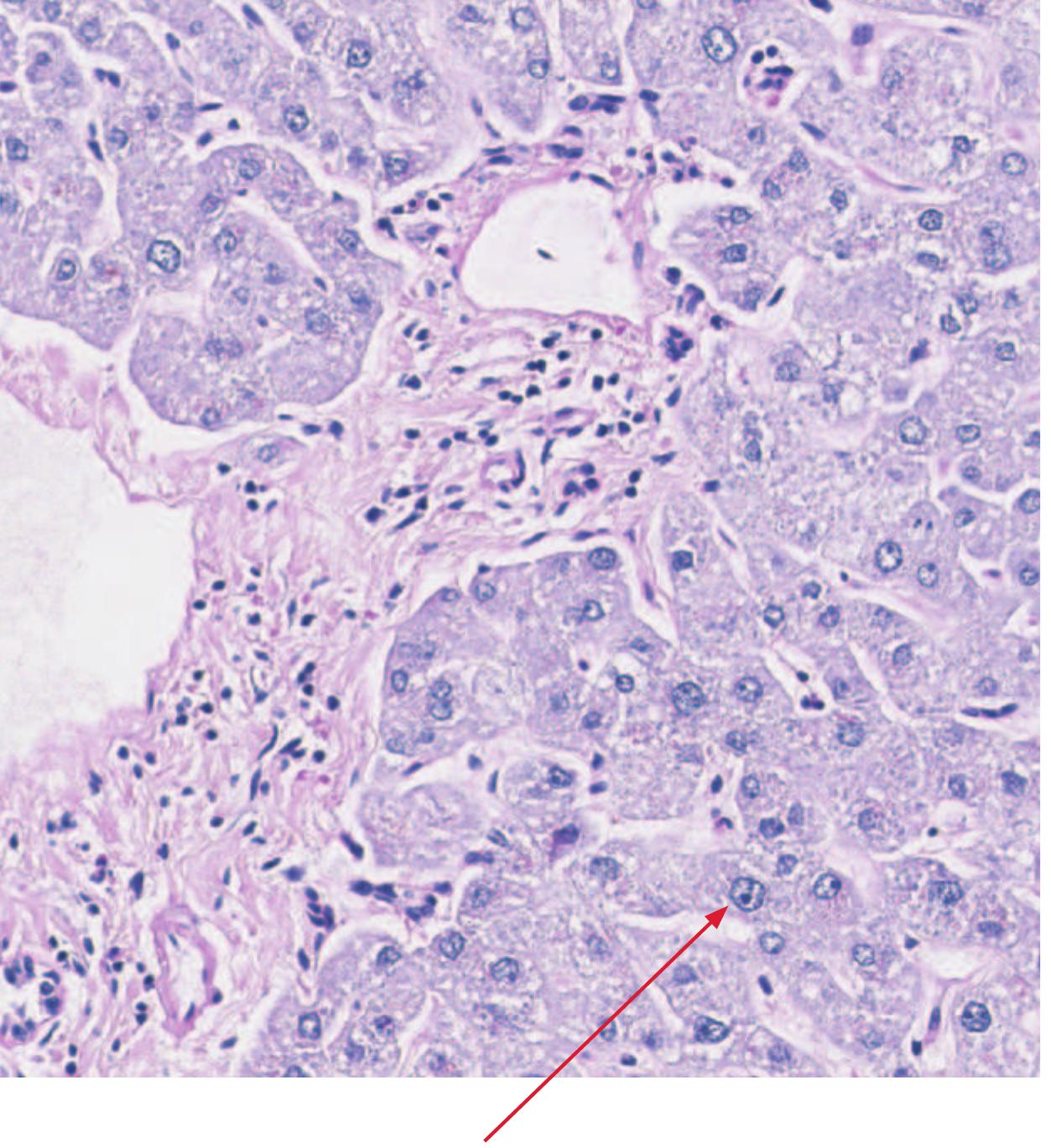 Figure 26 - Histostaining Atlas of Special Stains