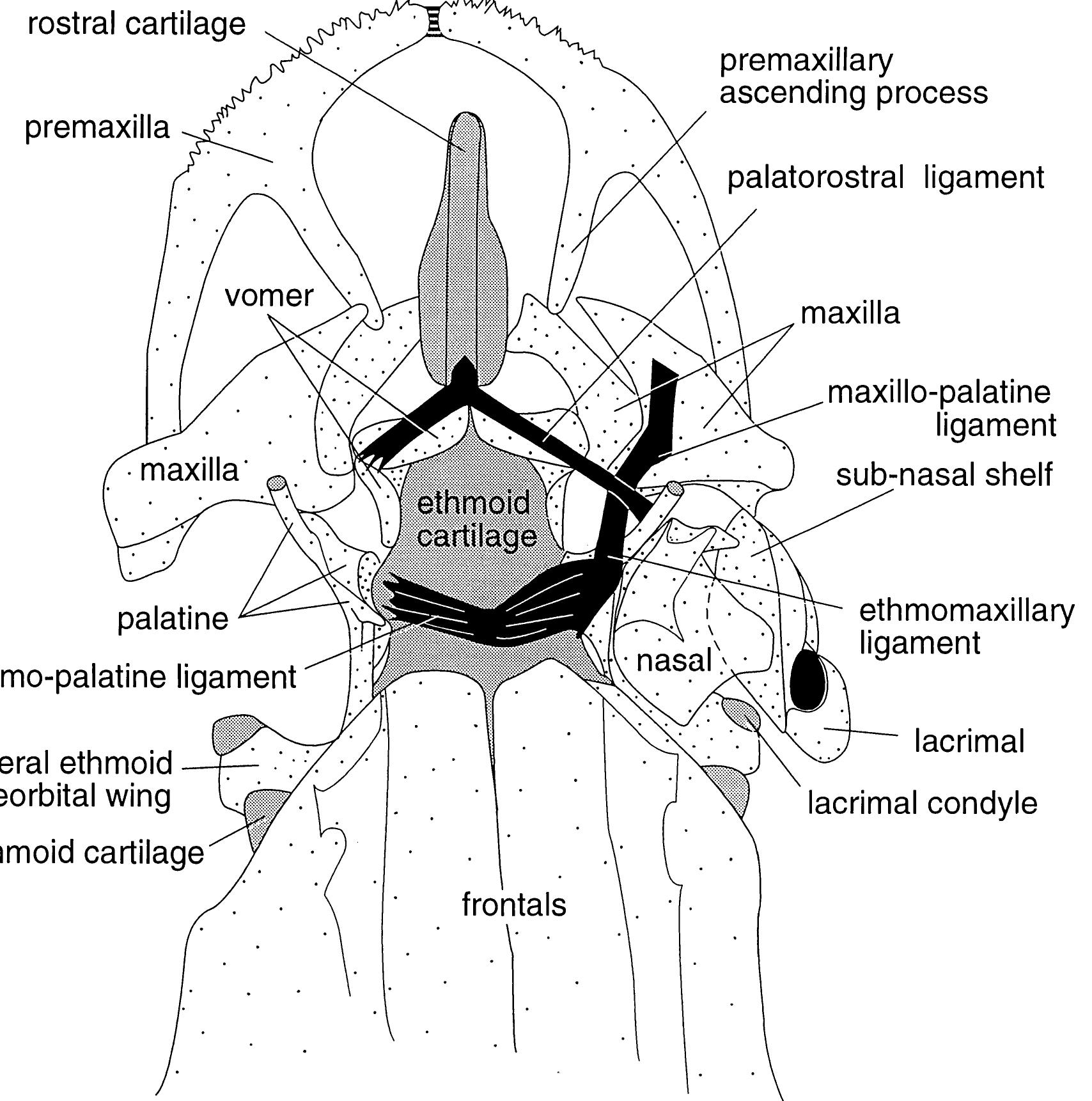 ‘ig. 4. dorsal view of the ethmoid region of odontesthes