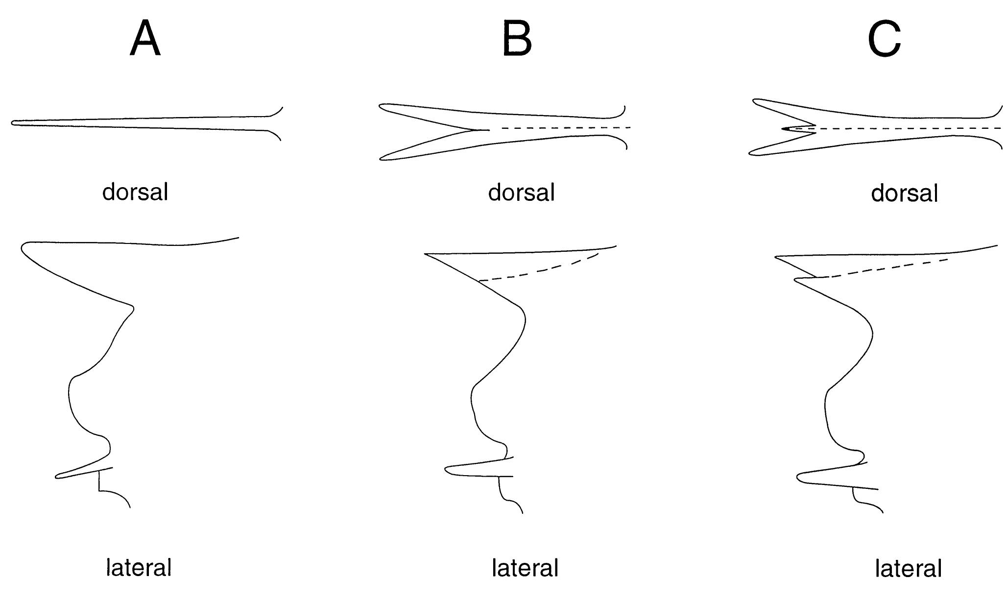 Schematic dorsal and lateral views of the supraoccipital