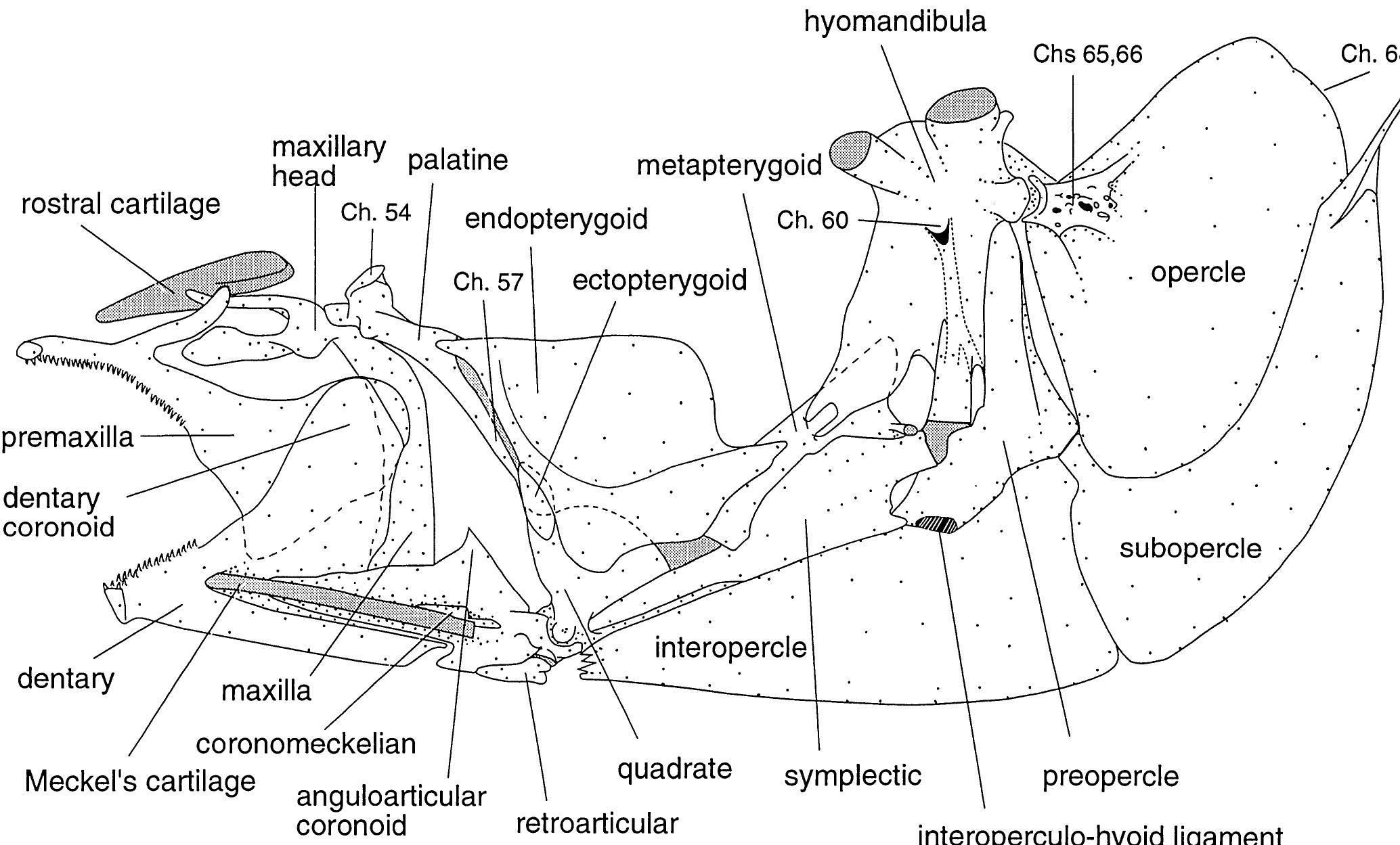 Medial view of the left jaws and suspensorium of odontesthes