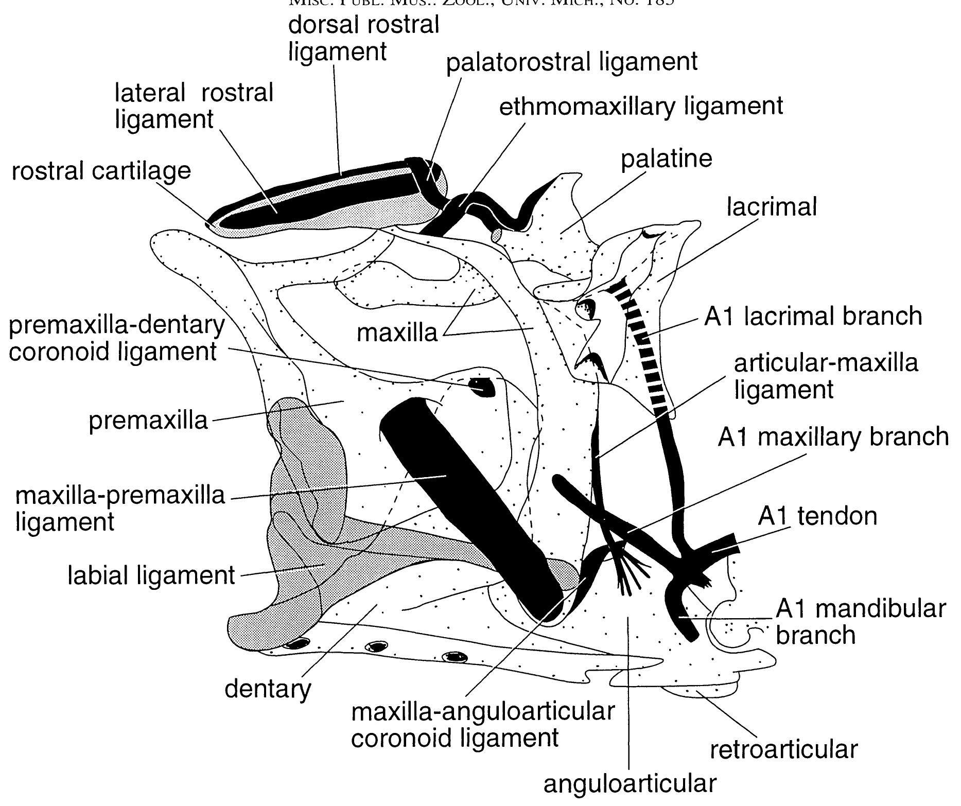 Diagram of jaw ligaments in lateral view of odontesthes