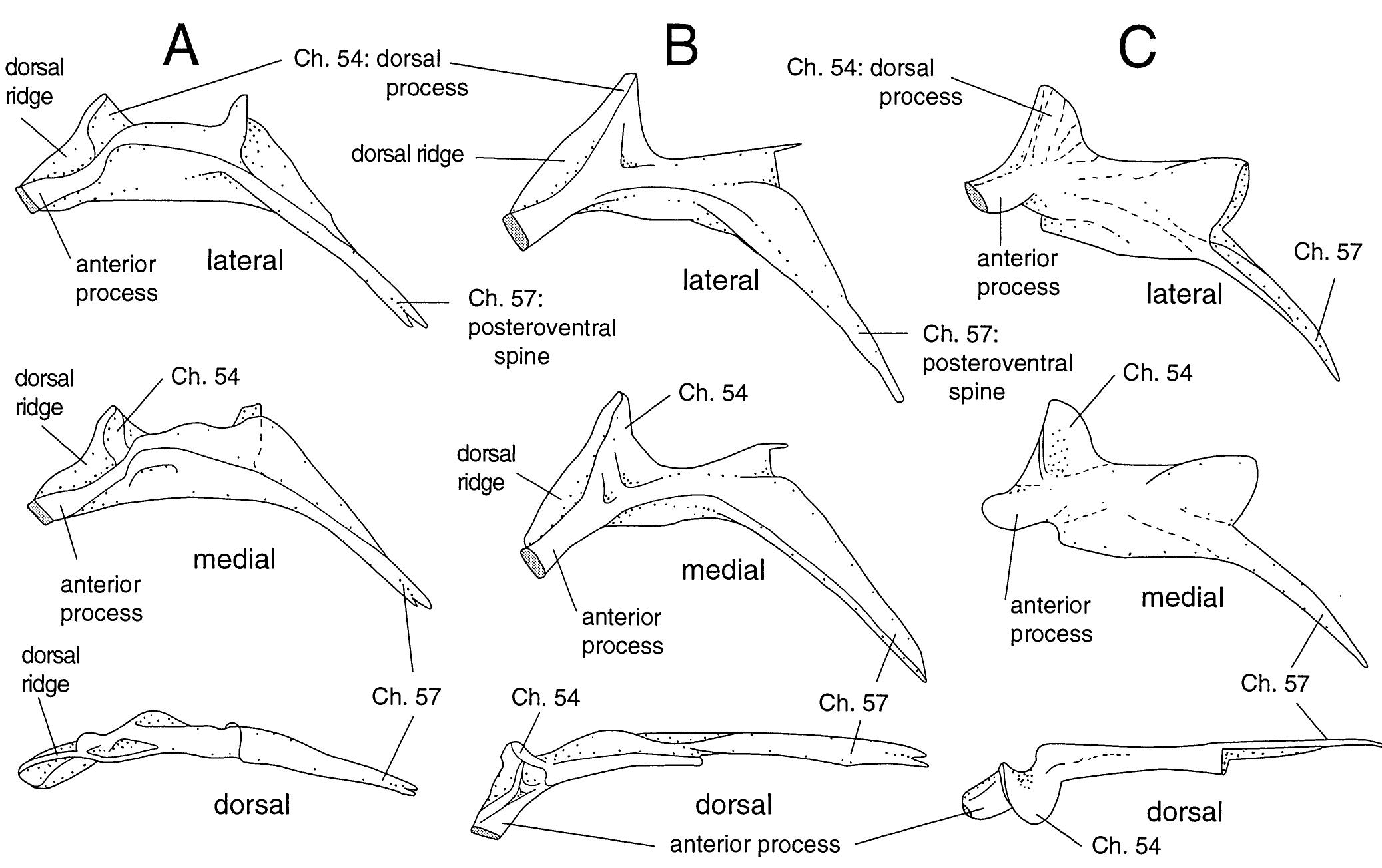 Lateral, medial, and dorsal views of the left palatine; a,