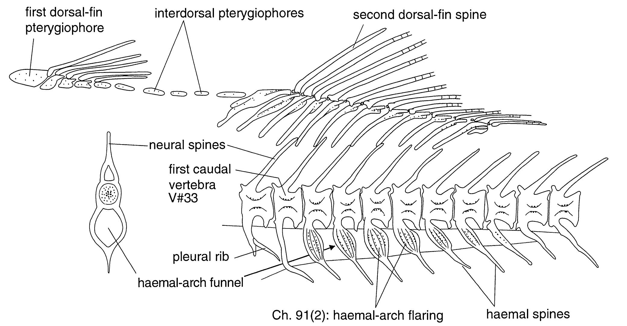 Frontal view of caudal vertebra, and lateral view of dorsal