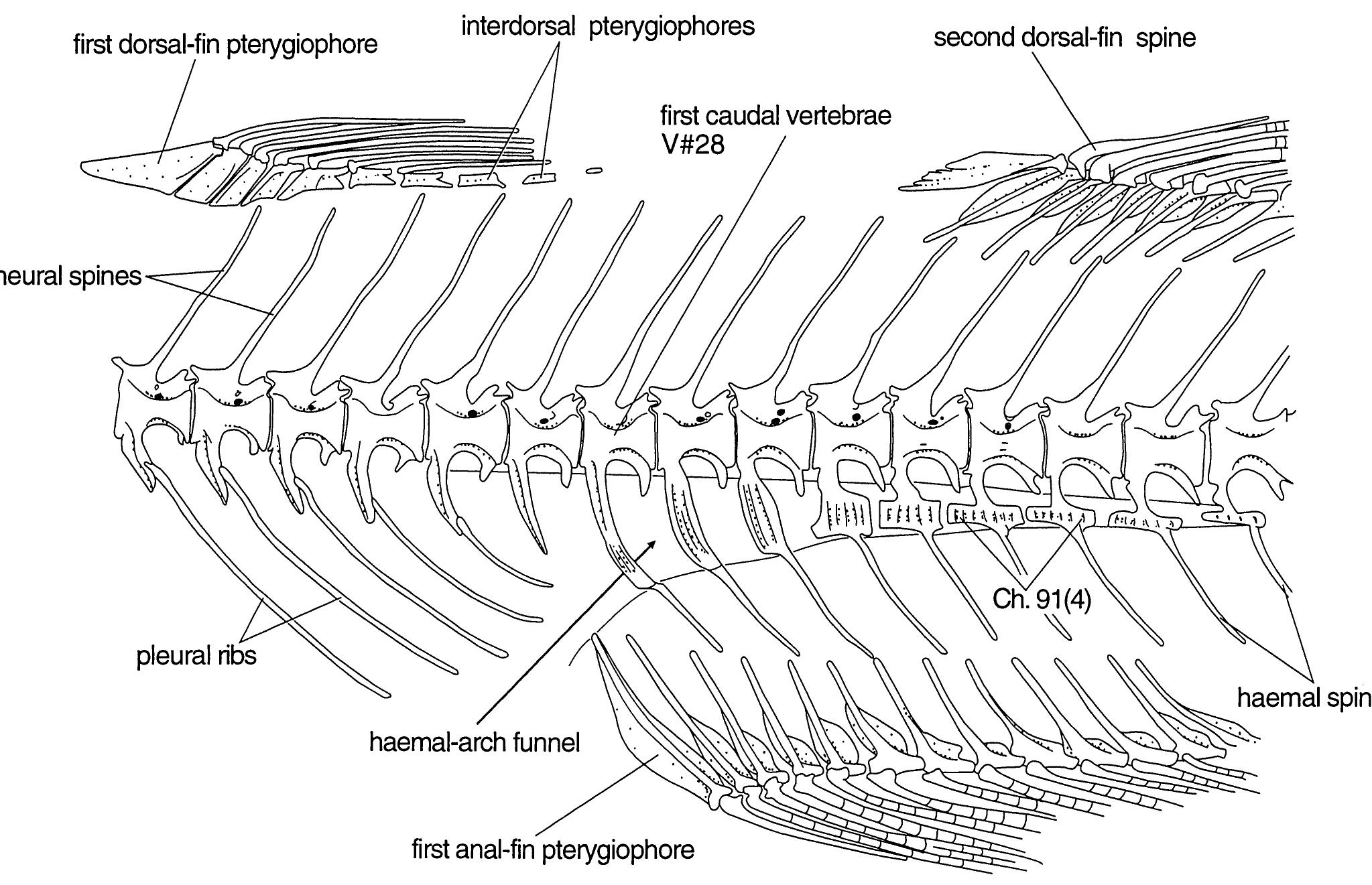 Lateral view of median fins and axial skeleton of