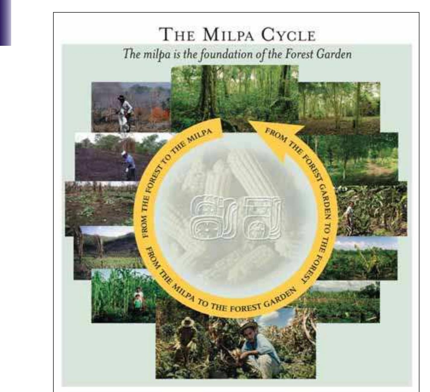Fire-stimulated regeneration: the lowland maya milpa cycle.