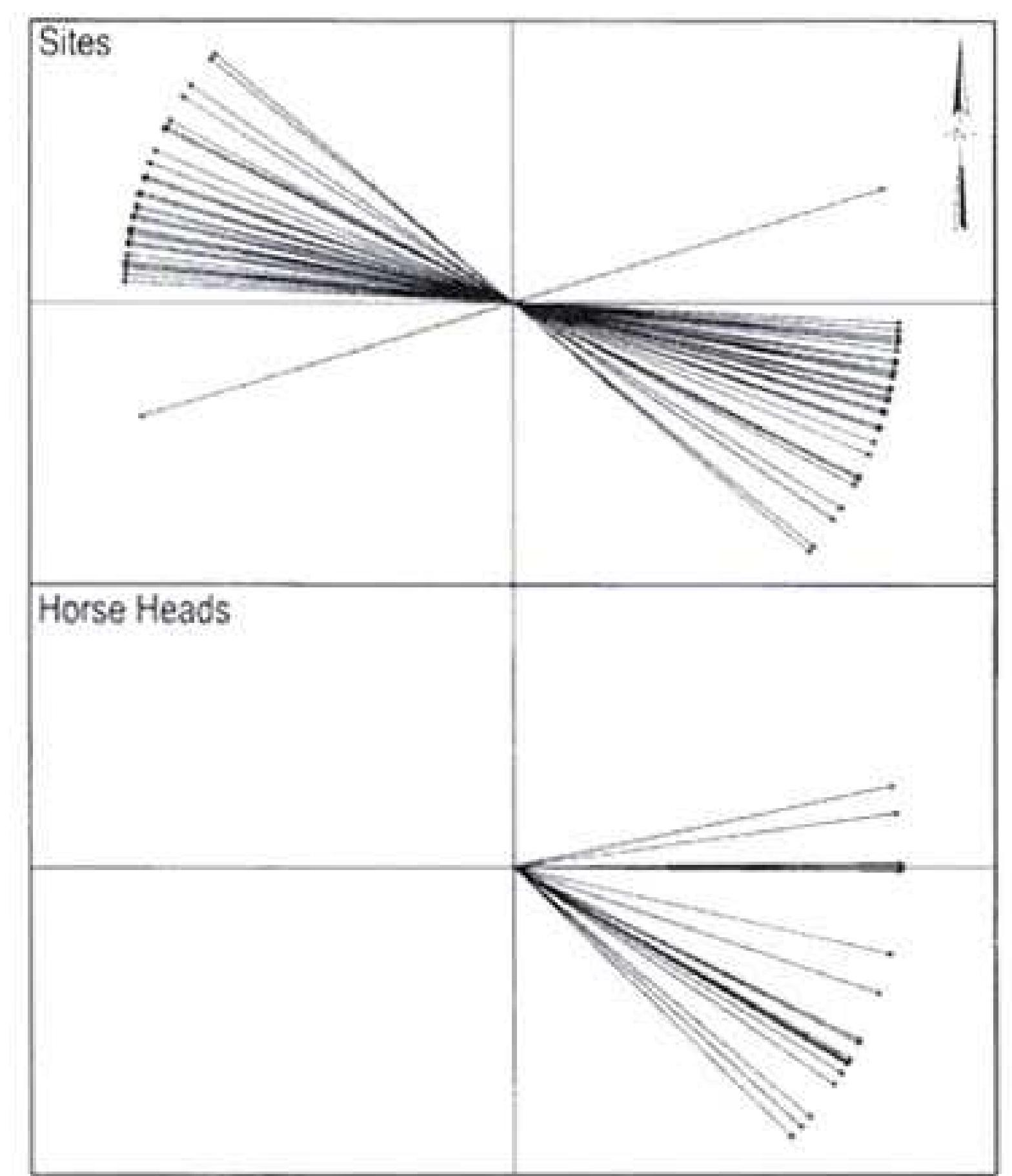 Sue and horse head ortentations.