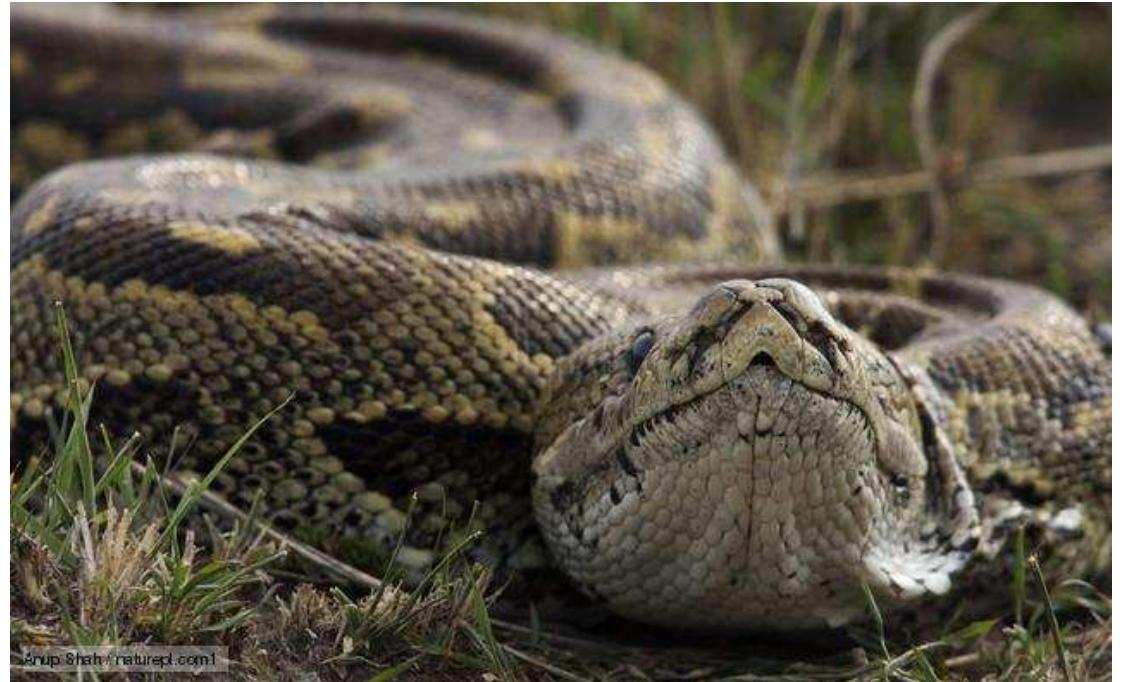 Figure 10 - Snake-like entities and their role as protectors