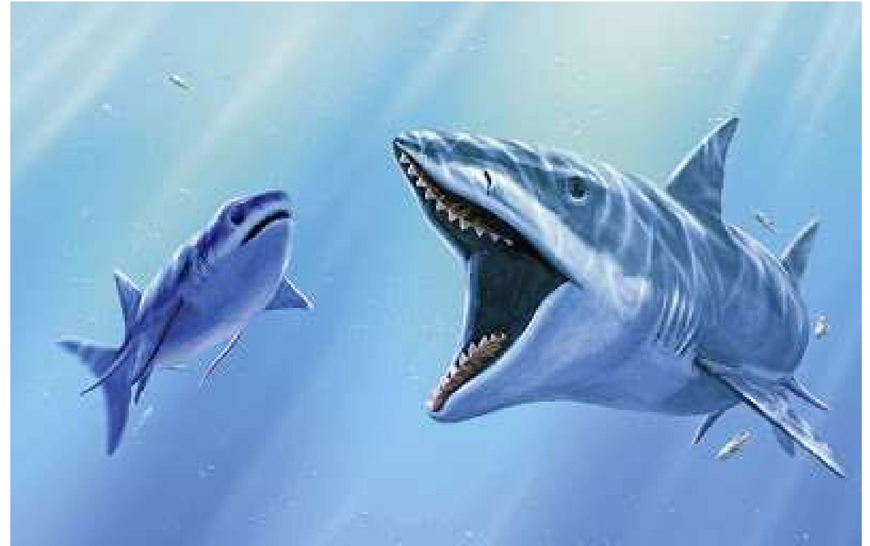 A reconstruction of edestus giganteus, with the tooth whorls