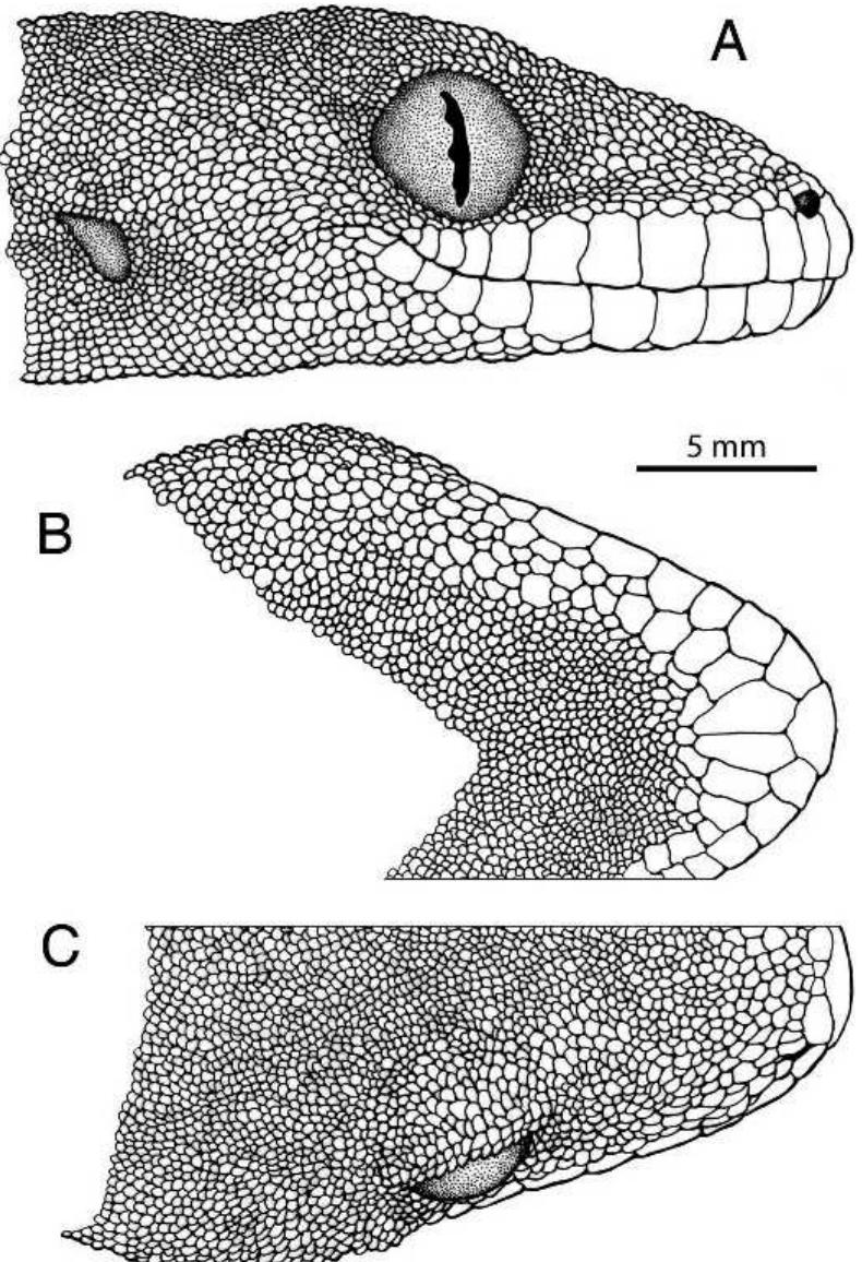 Fic. 2. lateral (a) ventral (b) and dorsal (c; with snout