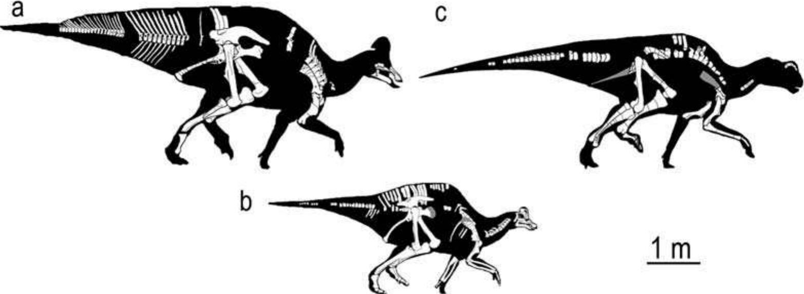 Skeletal drawings of hadrosaurids from baja california (a)