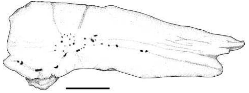 Scheenstia zappi gen. et sp. nov. line drawing of the