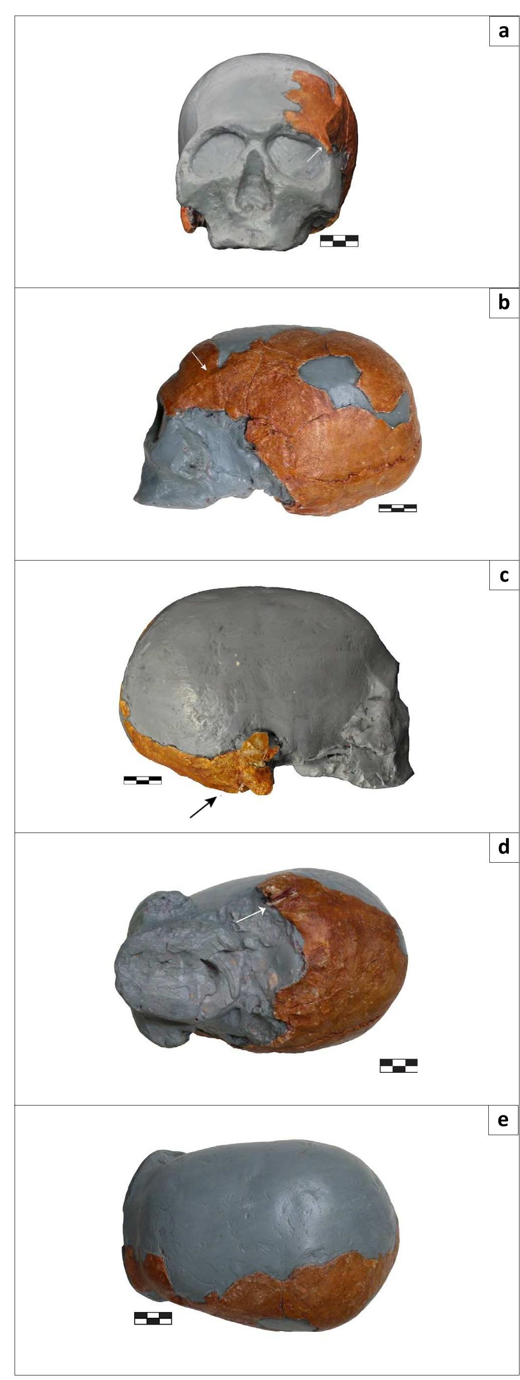 Broom’s reconstruction of the canteen kopje cranium.
