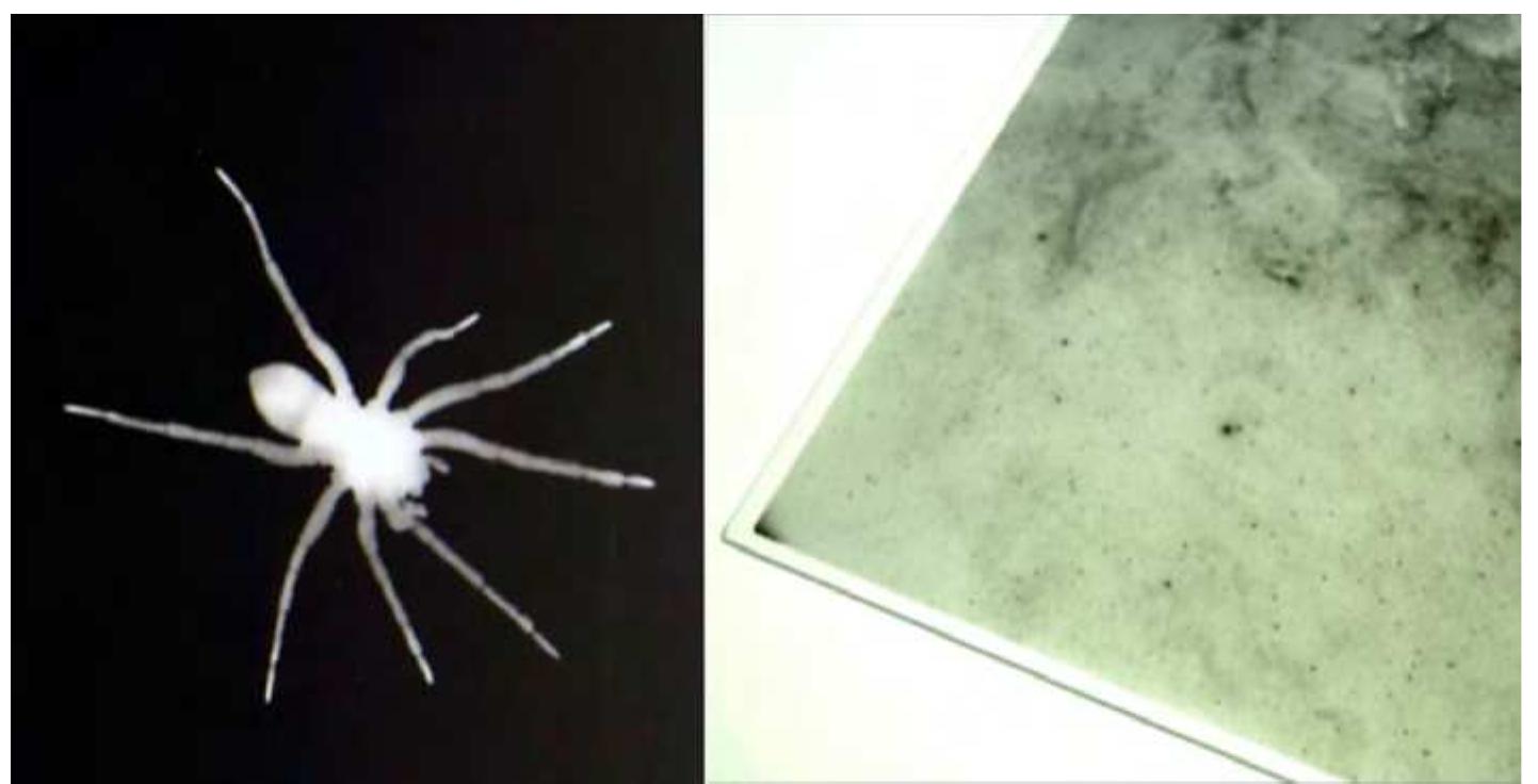 ‘template’ negatives. left: a life-scale 'photogram' of a