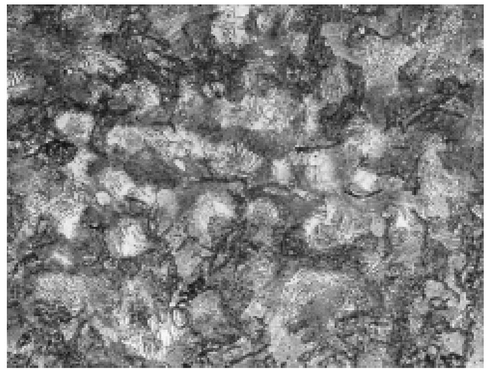 Photomicrograph emphasizing coarse pearlite matrix in fig.