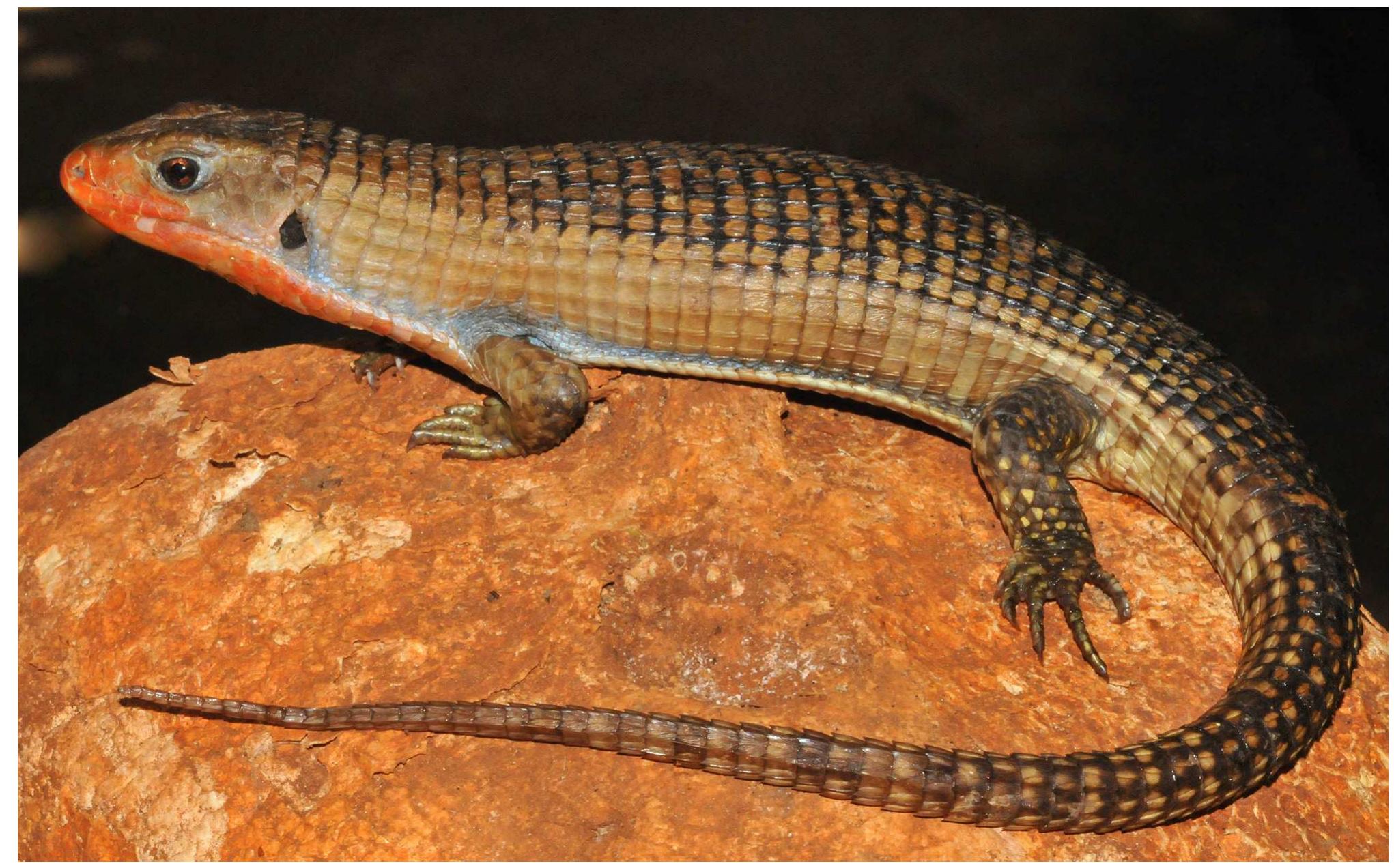 Broadleysaurus major from arusha, tanzania. (photo: w.r.