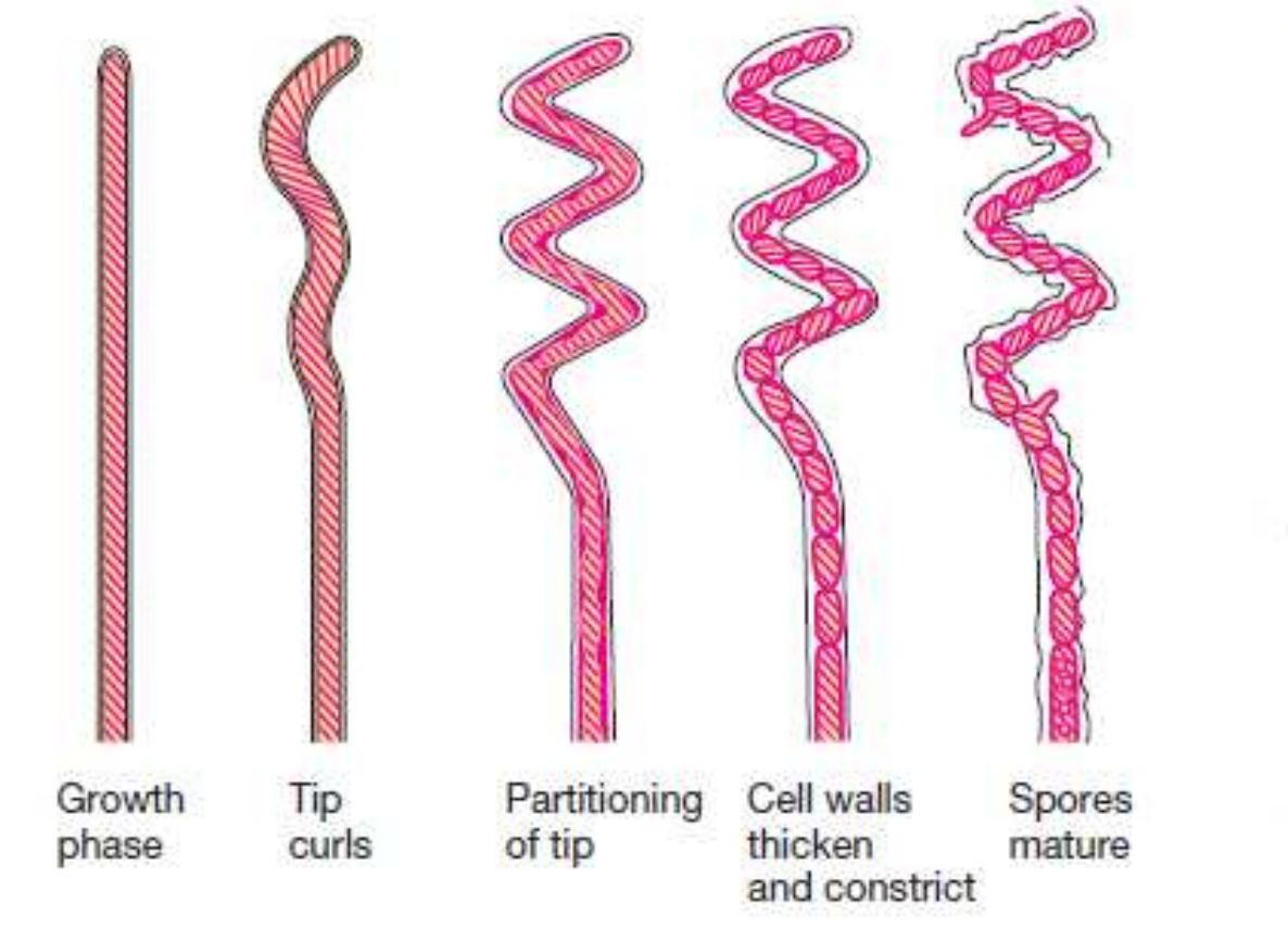 Spore formation in streptomyces. diagram of stages in the