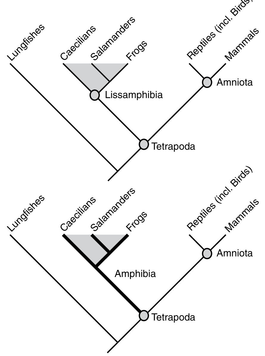 Figure 2 - from Amphibian Evolution - The Life of Early Land