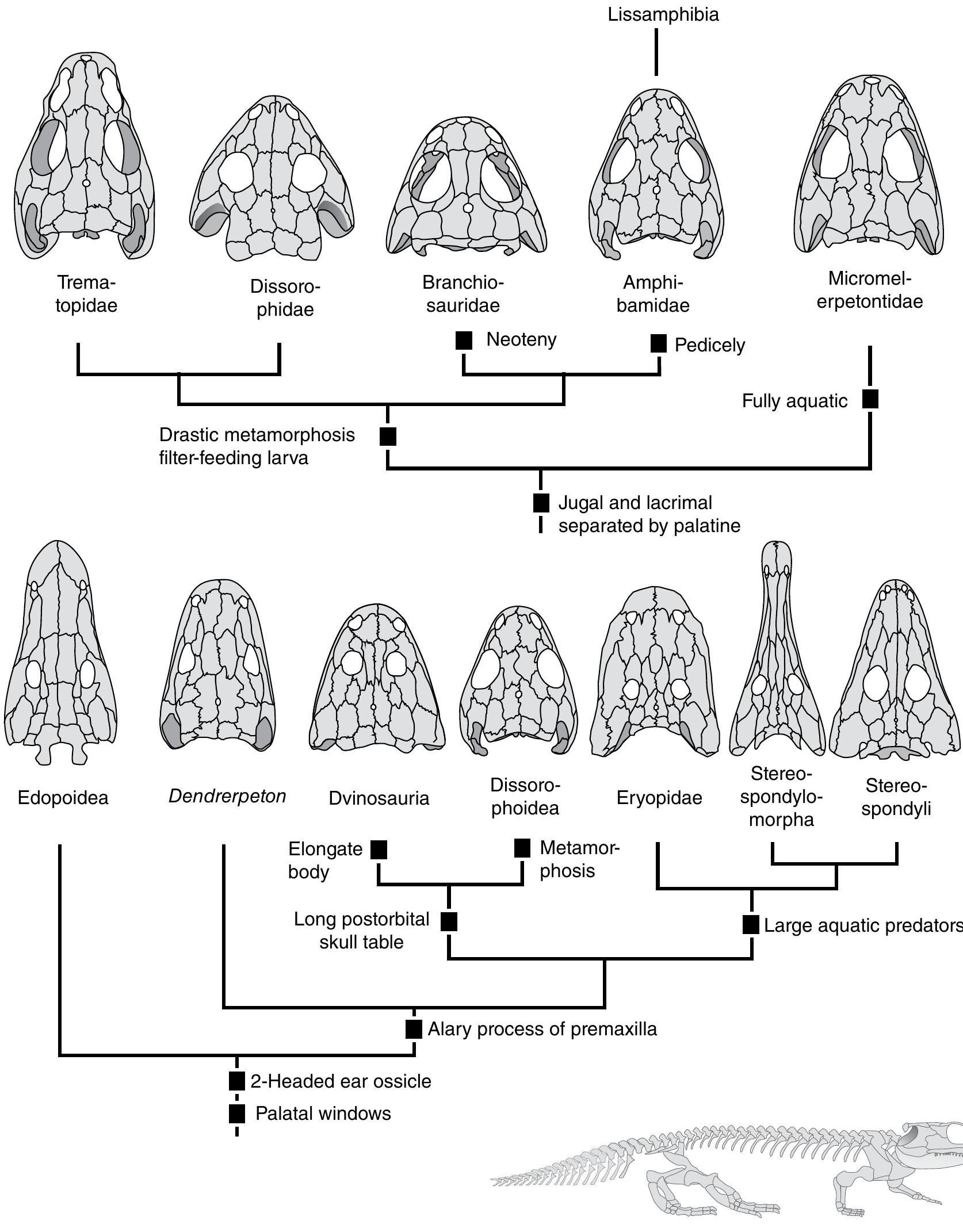 Figure 22 - Amphibian Evolution - The Life of Early Land