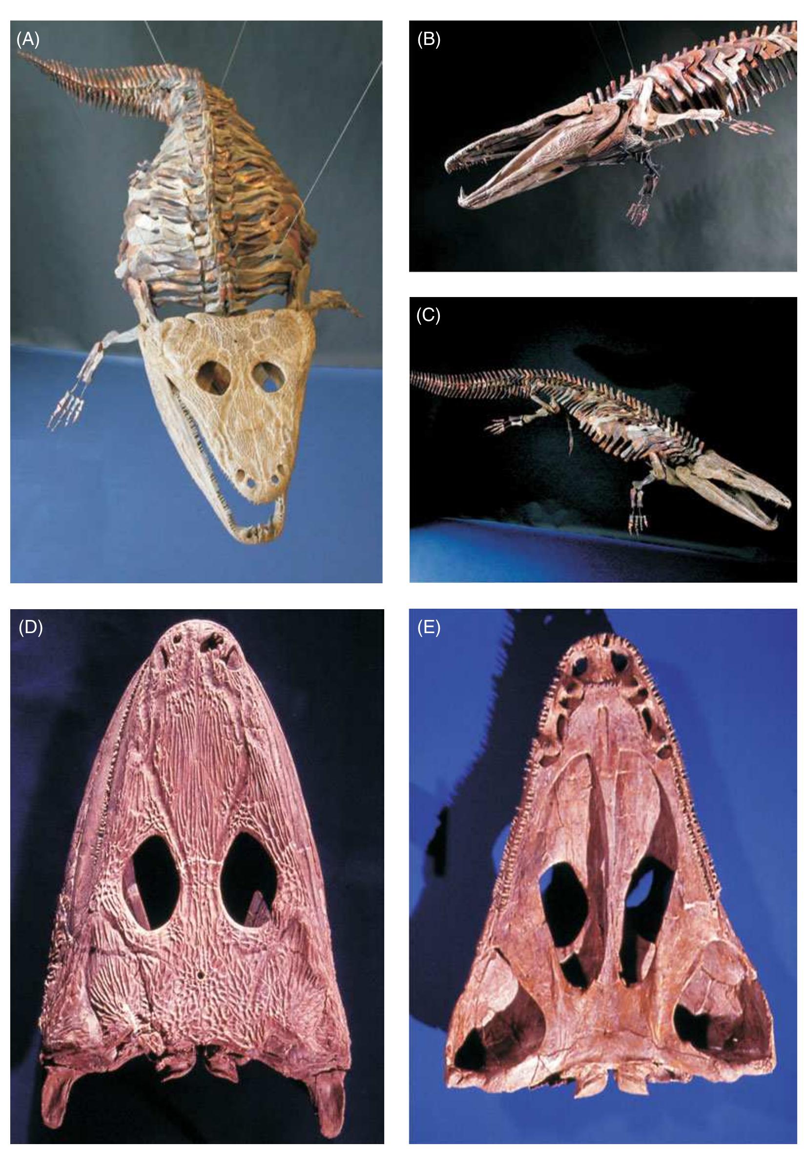 Plate 1.9 gigantism. mesozoic aquatic top predator