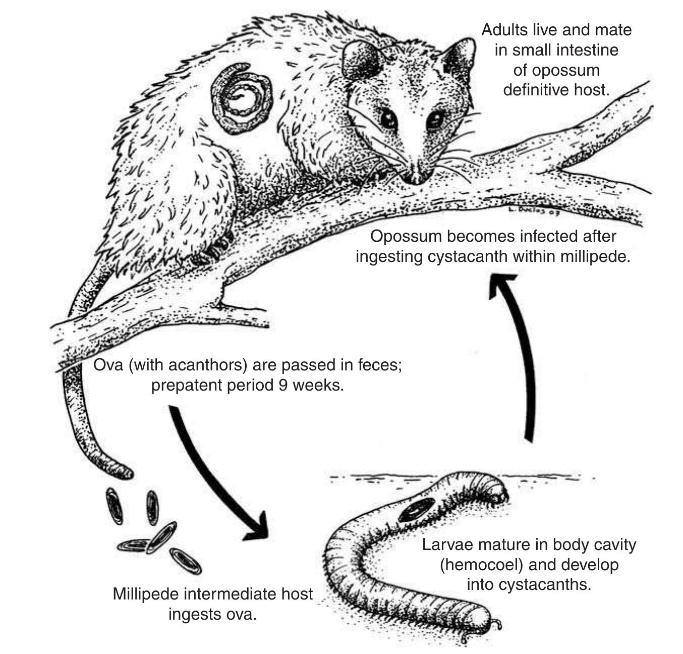 Figure 36 - from Kingdoms and Domains: An Illustrated Guide