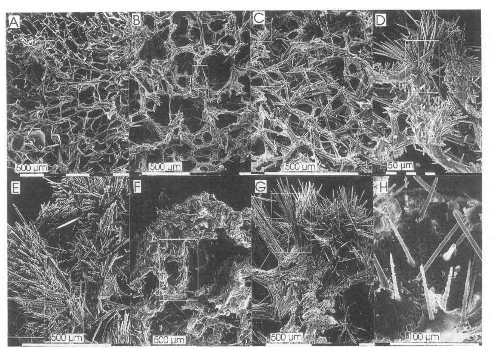 Examples of microcionid skeletal structures. a, regularly