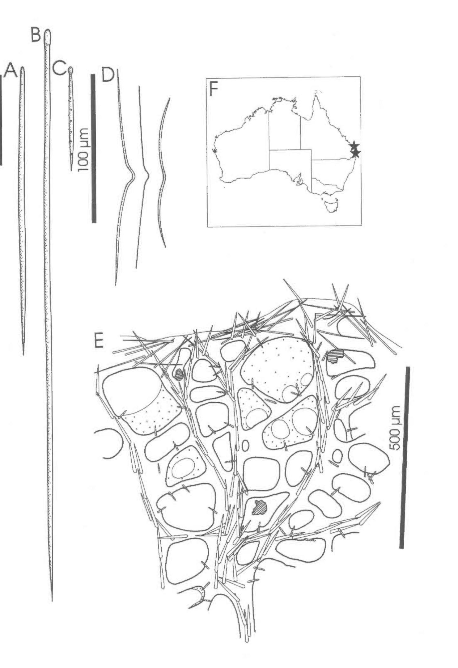 Figure 46 - (P:art 1 of 3). Revision of Microcionidae
